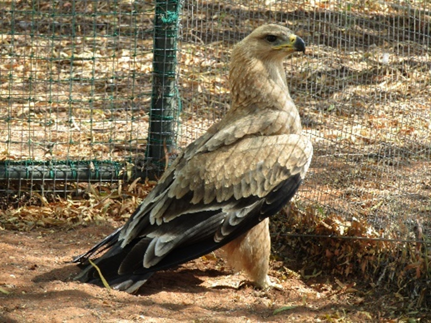 Raptor Monitoring and Rehabilitation in the Northern Cape