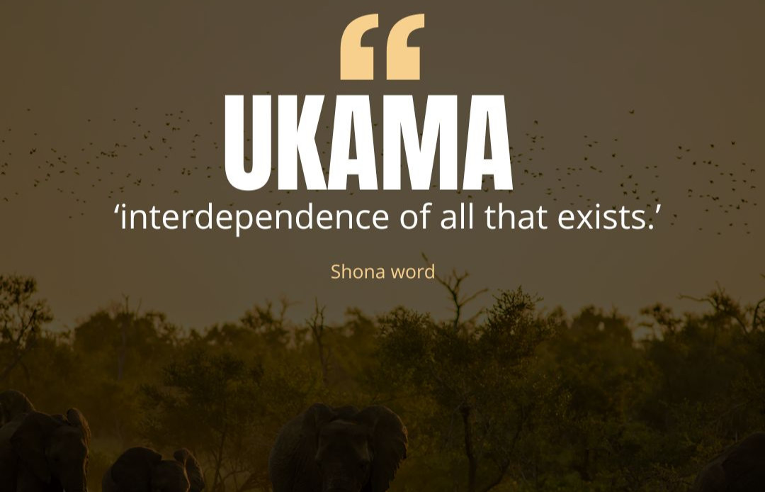 Ukama: the interdependence of all that exists