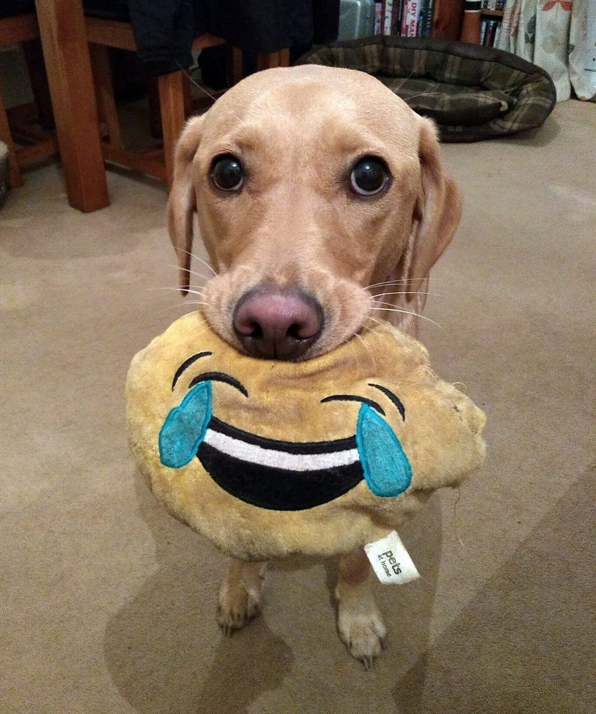 Understanding Displacement Behaviour in Dogs: A Dog Owner's Guide