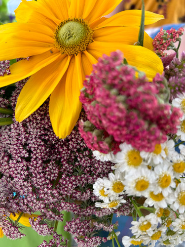 All Seed Varieties | Swan Seed Co