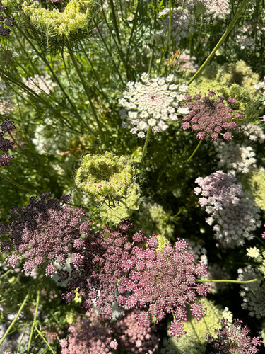 Chocolate Lace Flower 'Dara' | Swan Seed Co