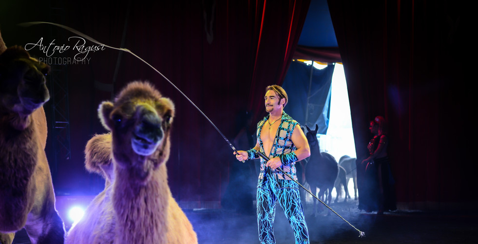 Maya Orfei | Madagascar Circus