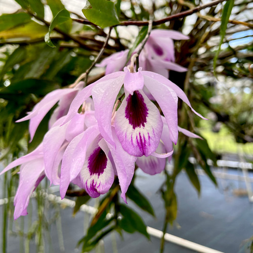 Dendrobium maccarthiae | Exotic Orchids Of Ma
