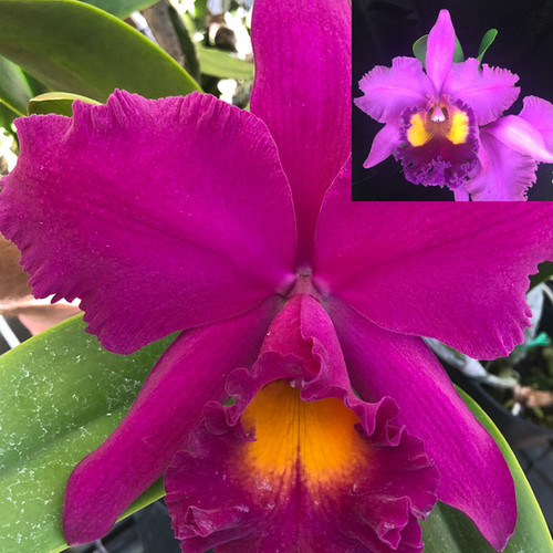 Rlc. Pauwela Magic x Rlc. Valley Isle Charm 'Golden Eyes' | Exotic ...