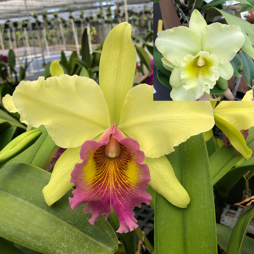 Rlc. Maui's Frosty Green 'Green Daze' x Rlc. Misty Green 'Lime Frost ...