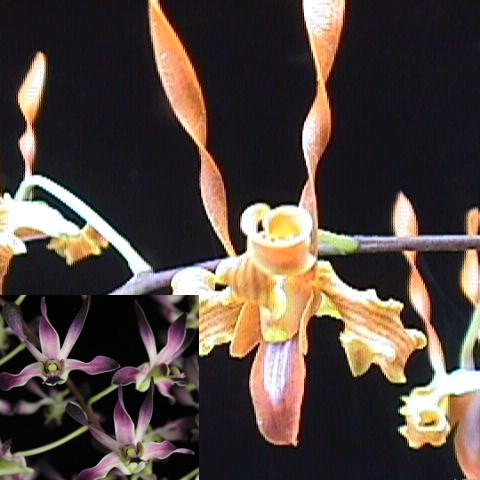 Den. strebloceres x Den. Blue Twinkle | Exotic Orchids Of Ma