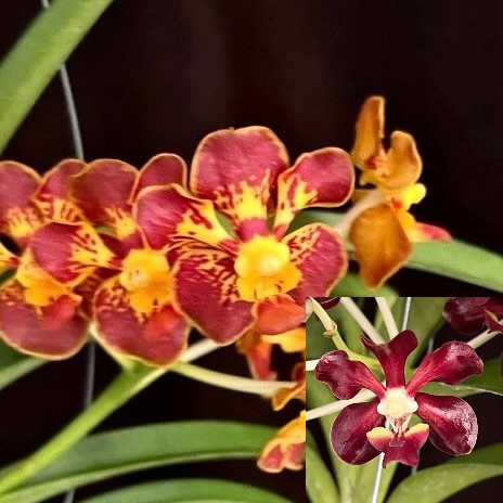 V. Mini Freckles x V. merrilii | Exotic Orchids Of Ma