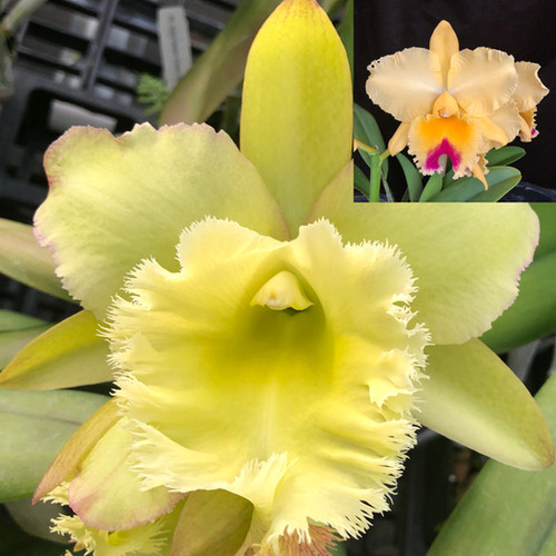 Rlc. Duh's Wisdom x Rlc. Number One 'Golden Joy' | Exotic Orchids Of Ma