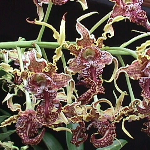 Den. spectabile | Exotic Orchids Of Ma