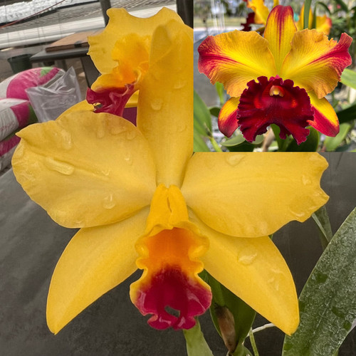 C. Tokyo Magic x Rlc. Toshi Aoki 'Starburst' AM/AOS | Exotic Orchids Of Ma