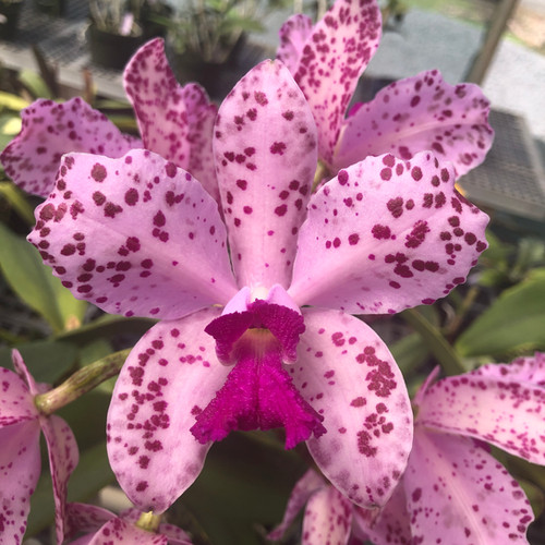 C.amythestoglossa 'Akala Berries' AM/AOS x self | Exotic Orchids Of Ma