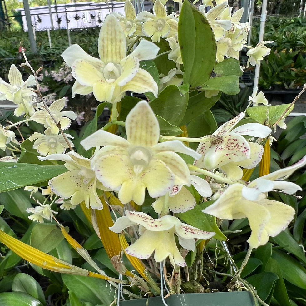 Den. Micro Chip x self | Exotic Orchids Of Ma