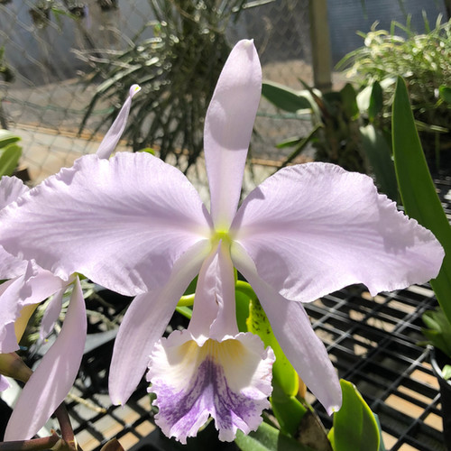 C. labiata coerulea mosca 'Exotic Blue' x C. labiata coelrulea mosca ...