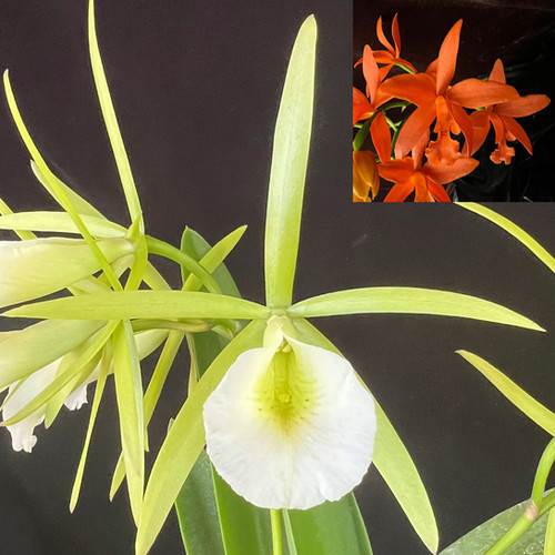 Rlc. Richard Mueller x Pvc. Key Lime Stars | Exotic Orchids Of Ma