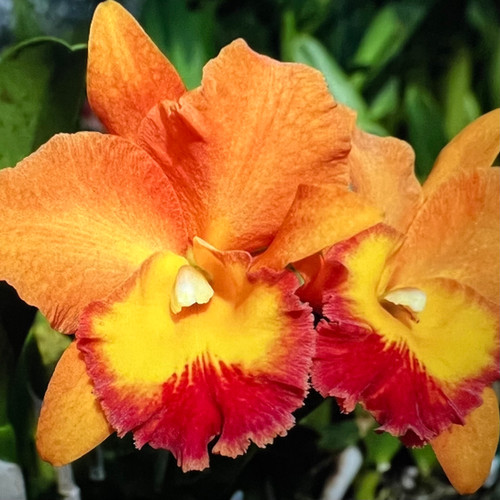 Rlc. Mrs. Nancy Shibata 'Paradise' | Exotic Orchids Of Ma