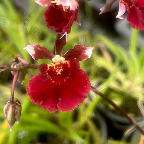 Tolu. Jairak Rainbow 'Hot Pink' | Exotic Orchids Of Ma