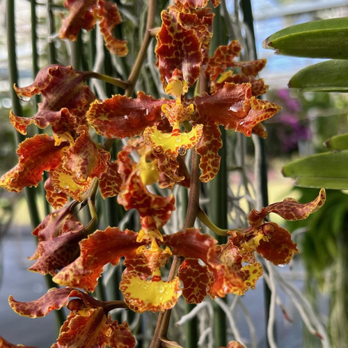Trichocentrum stacyi | Exotic Orchids Of Ma