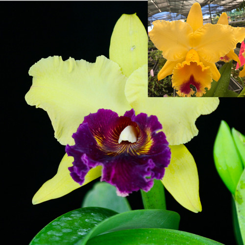 Rlc. Willette Wong 'The Best' AM/AOS x Rlc. Number One 'Golden Joy ...