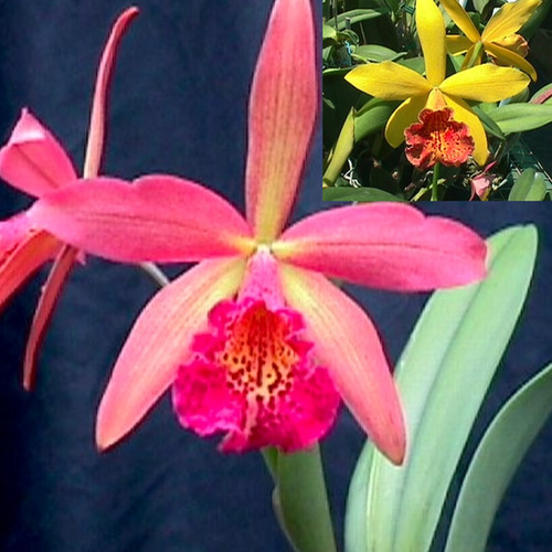Rby. Copper Queen (Remake) | Exotic Orchids Of Ma