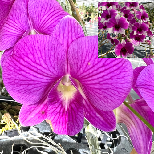 Den. Nida 'Stripes' x Den. Pink Sparkle | Exotic Orchids Of Ma