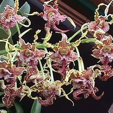 Den. spectabile 'Sentinel' | Exotic Orchids Of Ma
