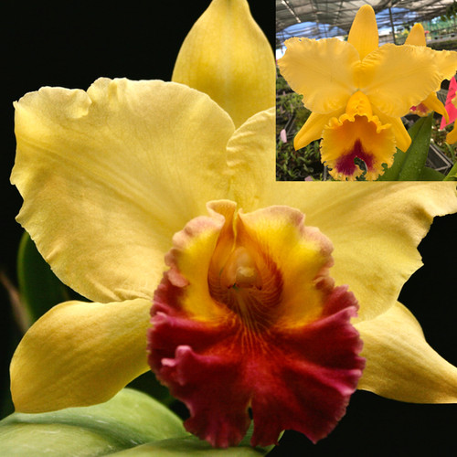 Rlc. Exotic's Golden Sun x Rlc. Number One 'Golden Joy' | Exotic ...