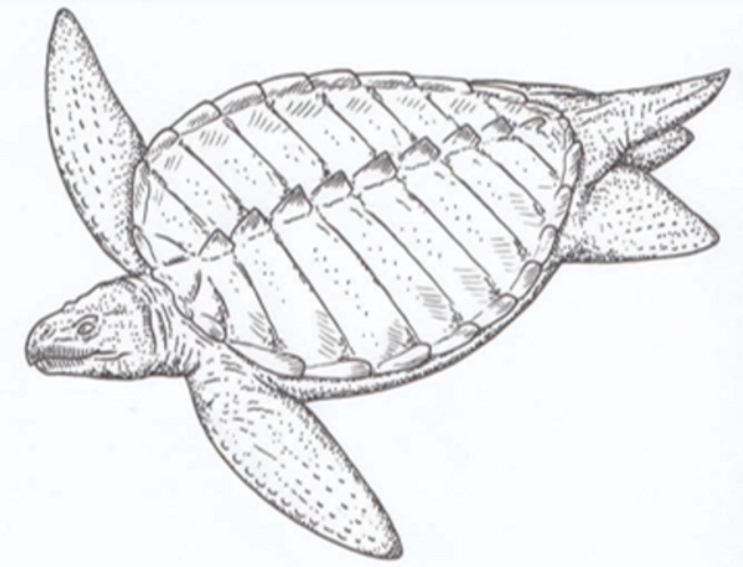 Great White Turtle