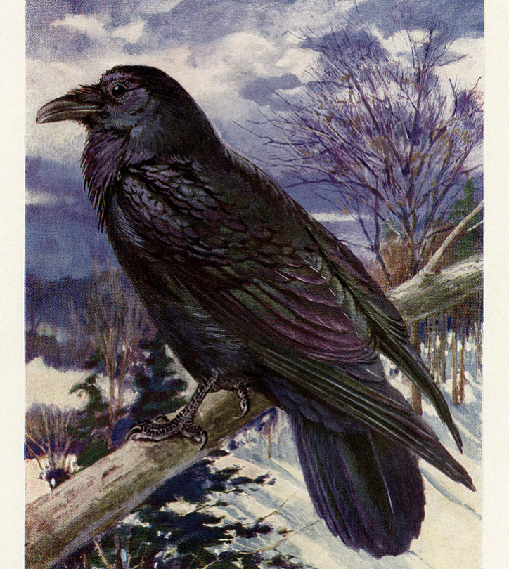Giant Raven