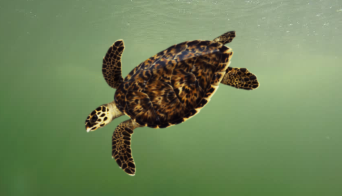 Freshwater Sea Turtle
