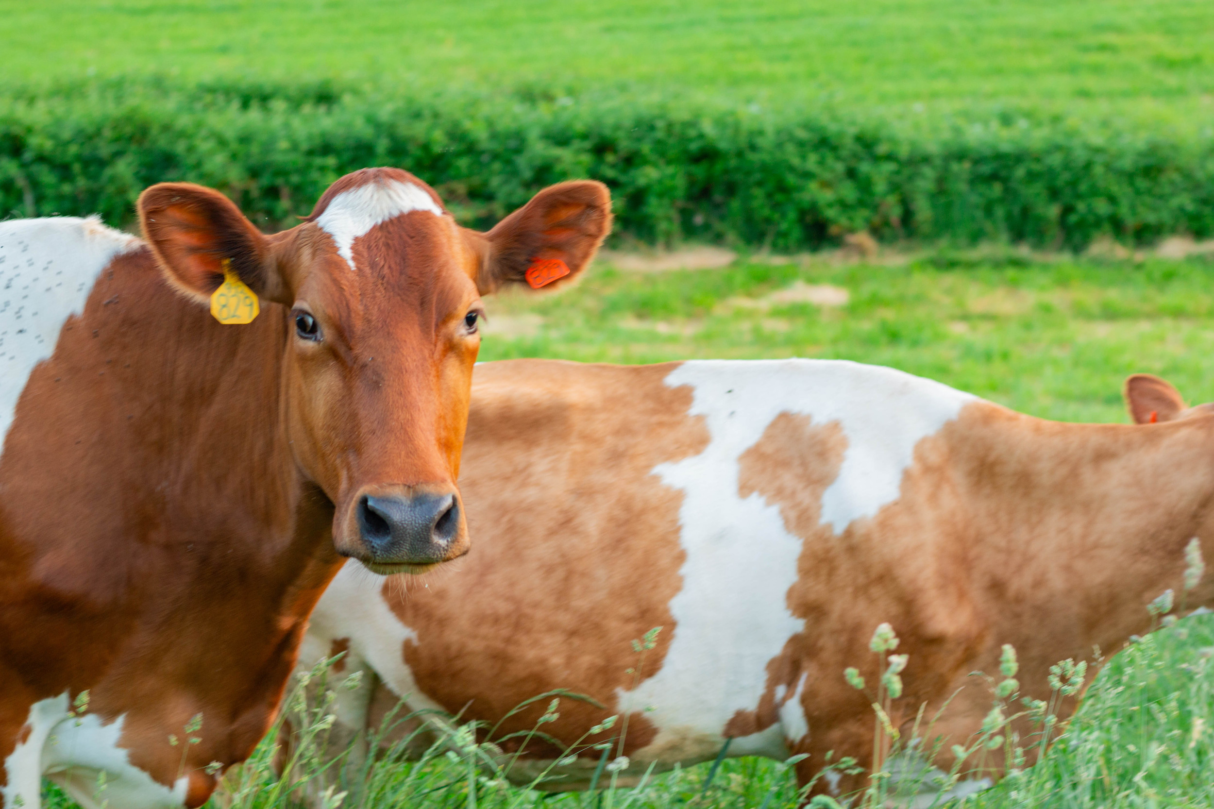 Meet Our Cows | PromiseValleyFarm