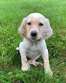 Ryman Type English Setters | Fair Fields Gun Dogs