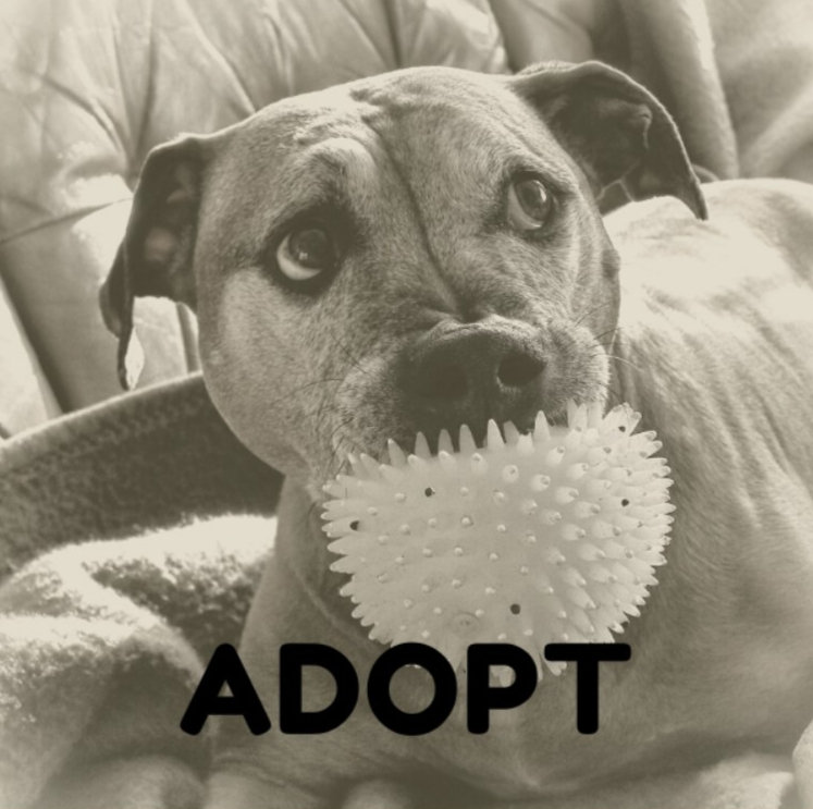 Polk County Bully Project