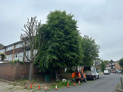 Our Services | Tree Surgeons Kent