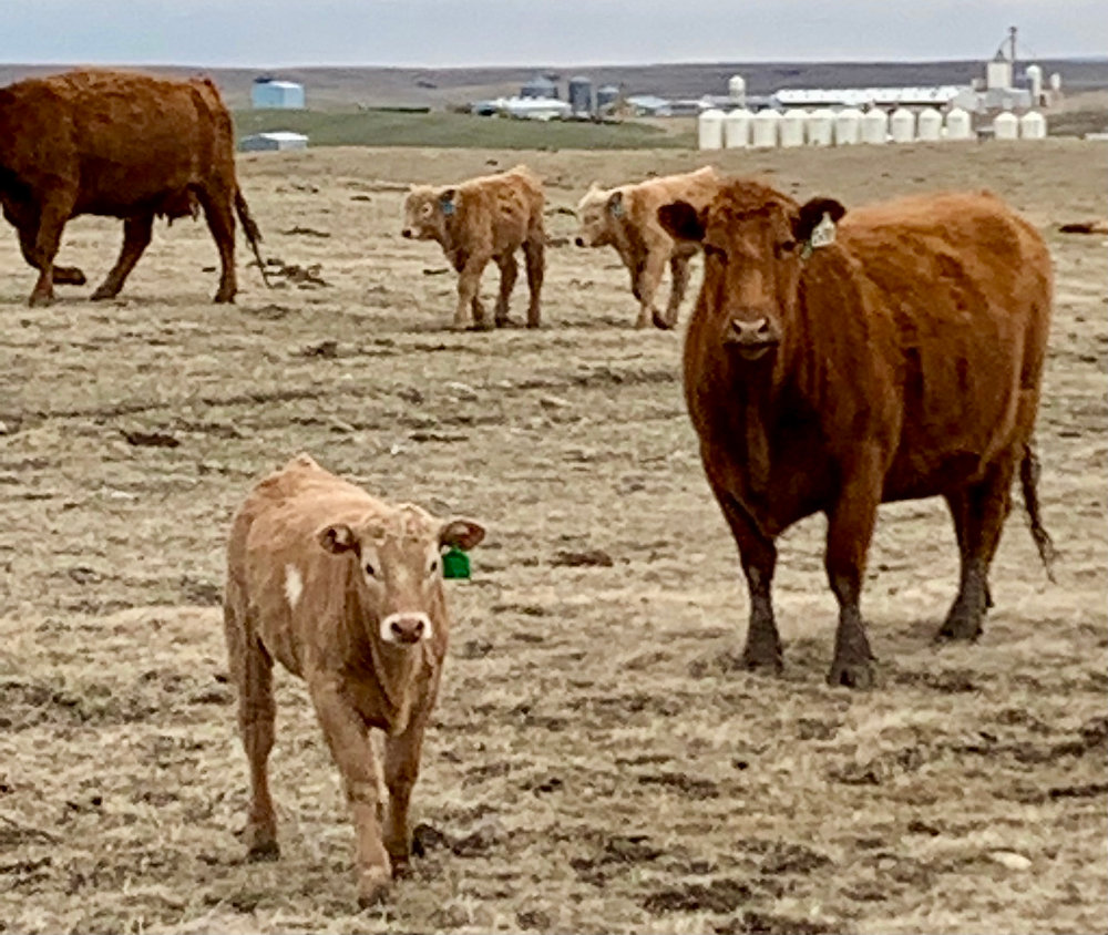 Cow Feeding Program Impacts Fetal Development During Early Pregnancy