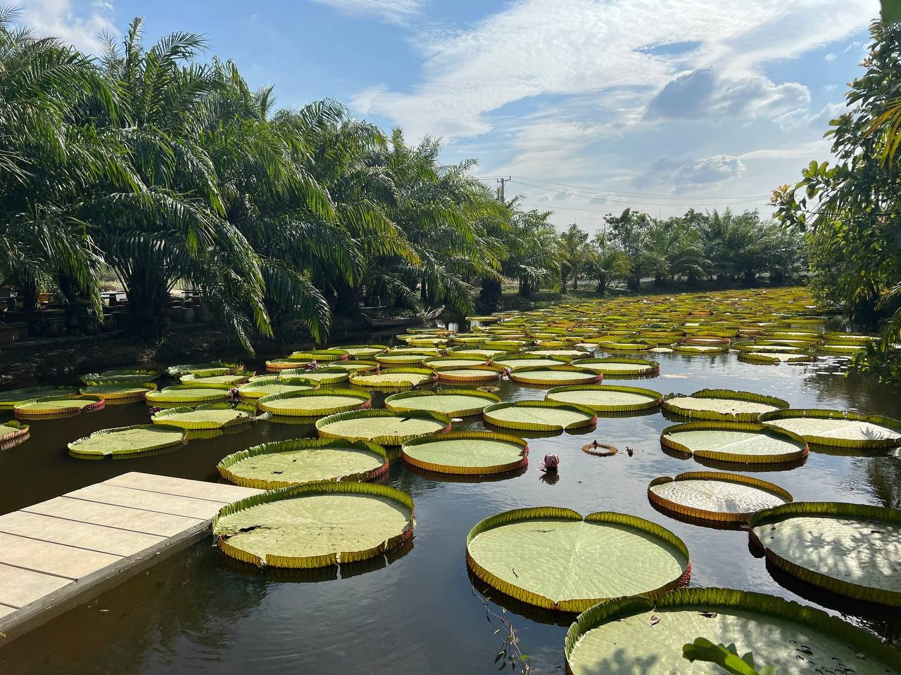 Amazon Resort