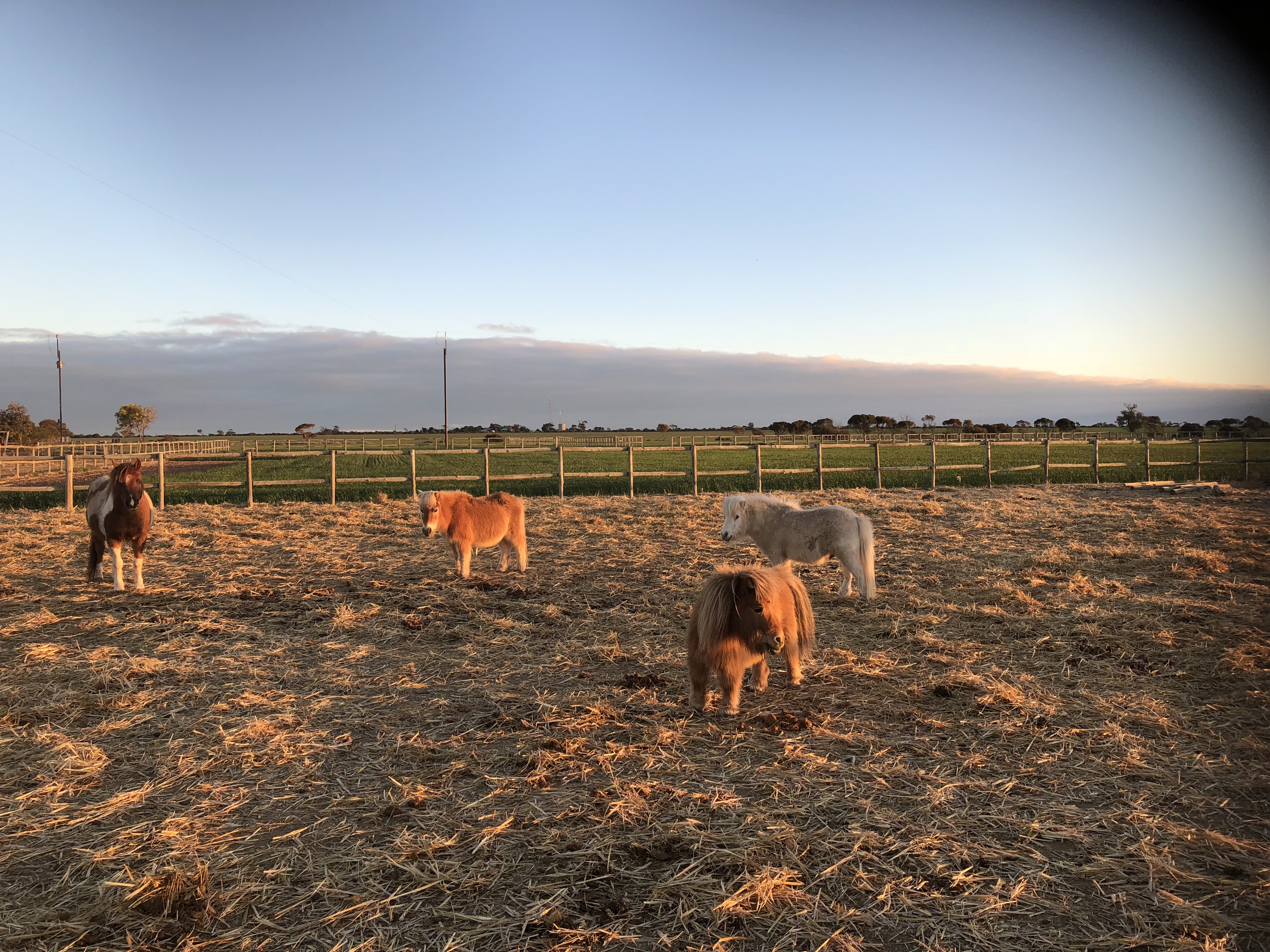 Accommodation | South Australia | Tarnasey Farm | Home