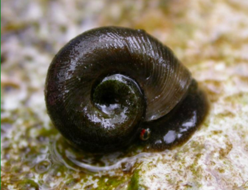 Pond Snails - pack of 5 | Garden Aquarium
