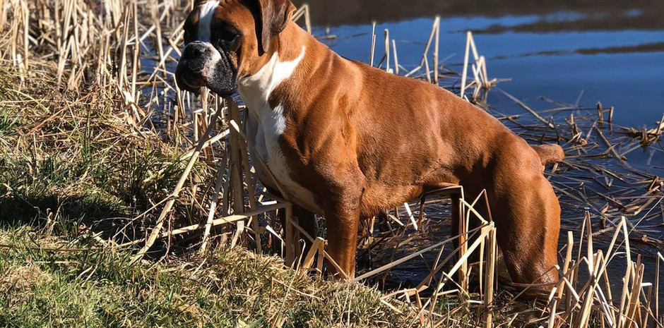 Home | Kickin Rooster AKC Boxers