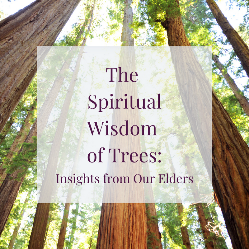 The Spiritual Wisdom of Trees: Self-Guided Program | CtrforSpiritinNature