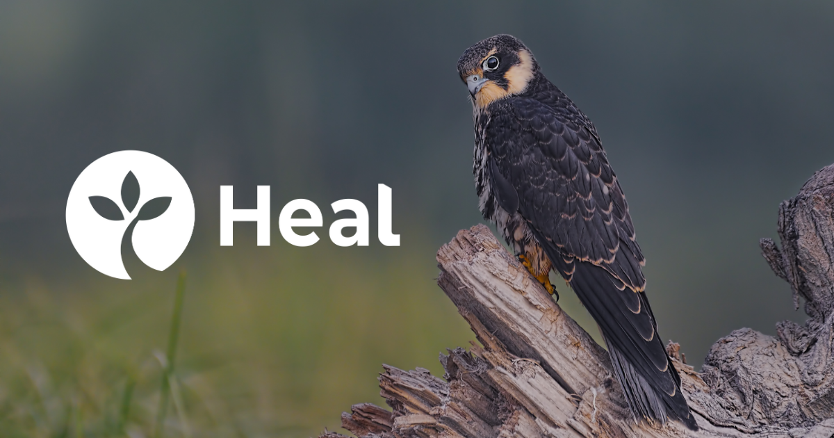 Our mission | Heal Rewilding