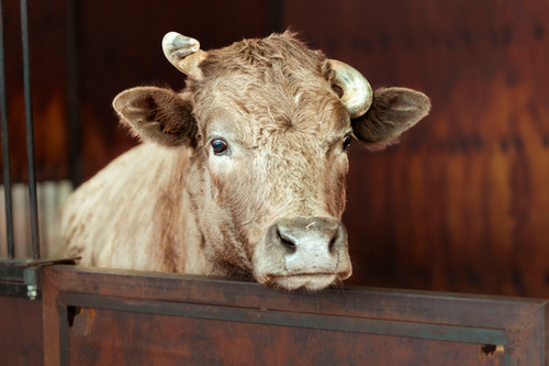 Grace | Asher'sFarmSanctuary