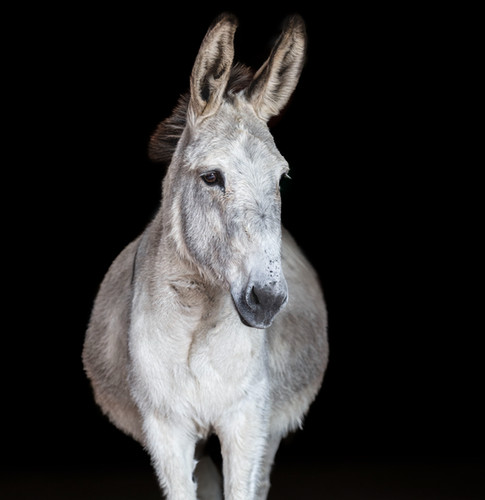 Juliet | Asher'sFarmSanctuary