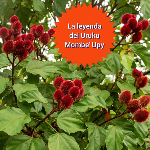 LA LEYENDA DE URUKU MOMBE' UPY.