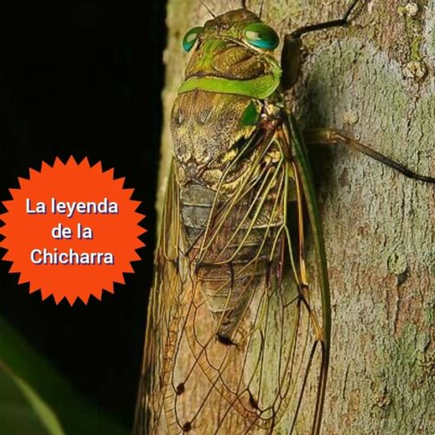 LA LEYENDA DE LA CHICHARRA (CIGARRA O COYUYO)