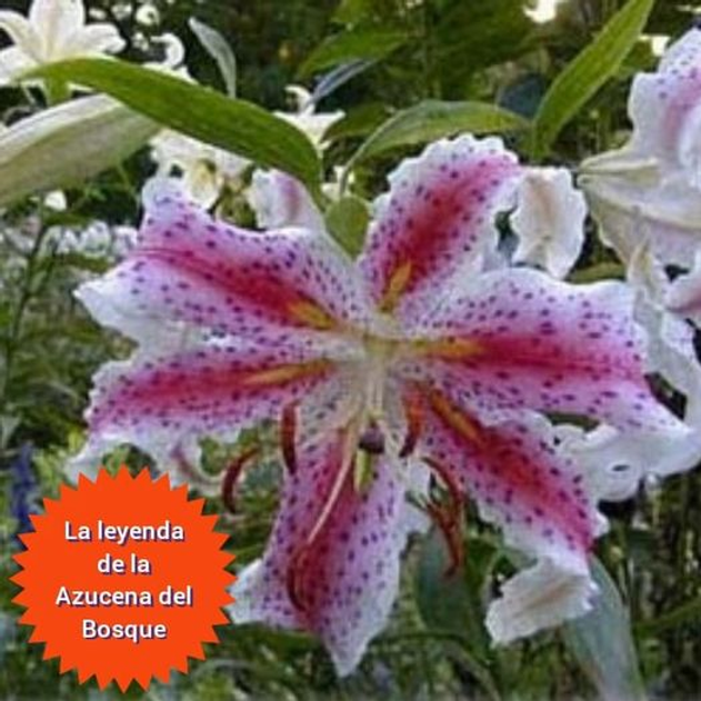 LA LEYENDA DE LA AZUCENA DEL BOSQUE