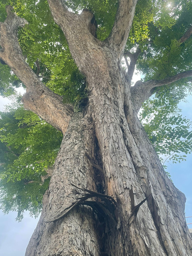 B8: Dendro-series! Tree of the month: Angsana Tree