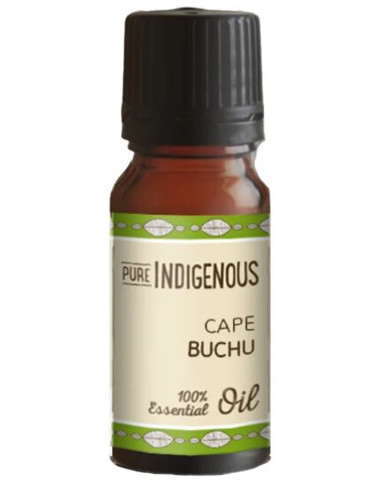 Buchu / Boegoe / Agothosma betulina | thetraditionalclinic