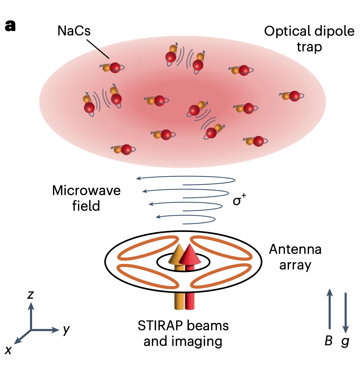 Microwave shielding and evaporative cooling of bosonic molecules out in ...