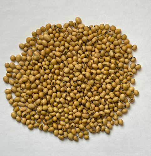 Laredo Forage Soybean | Cover Crop Partners LLC