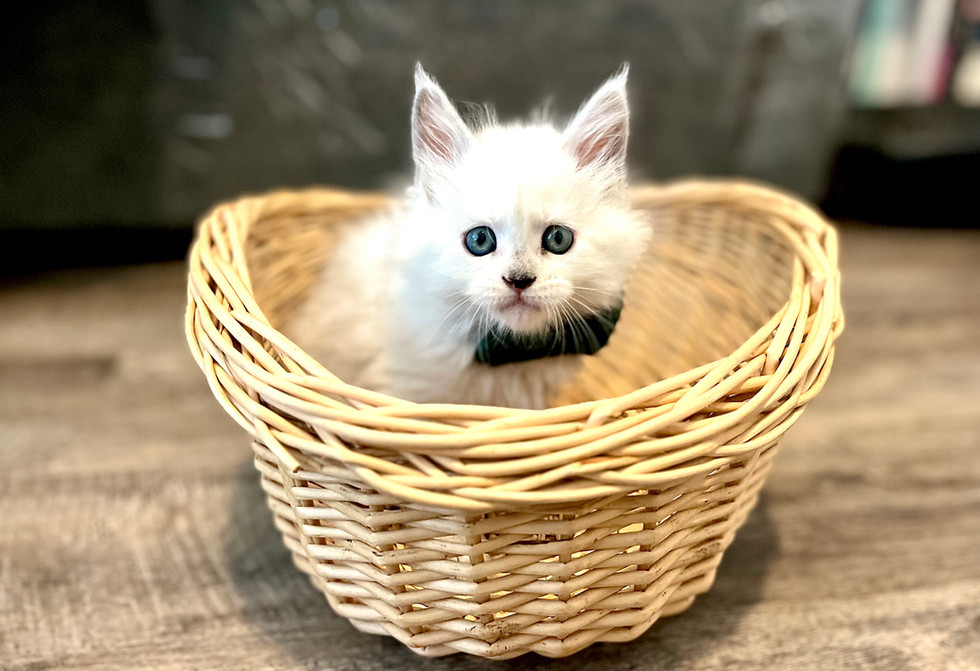 AristoCoon Cattery | Pedigree TICA Maine Coons Kittens in Myrtle Beach, SC